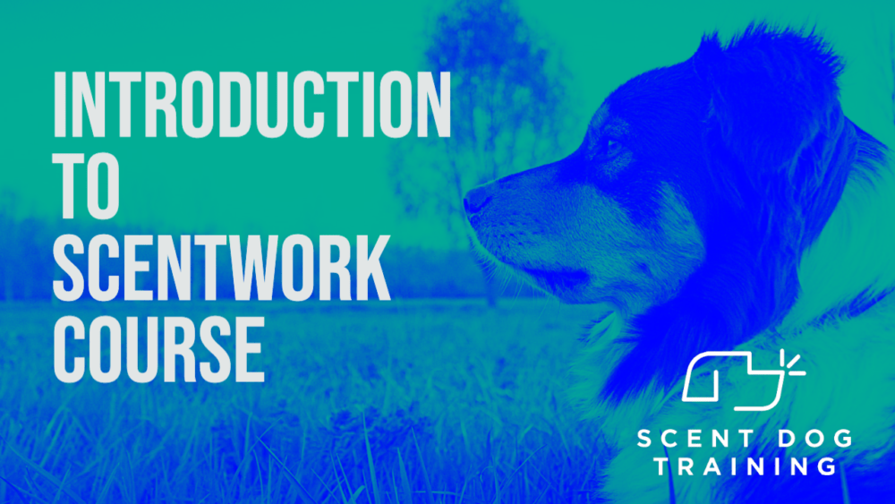 Introduction to Scentwork Course